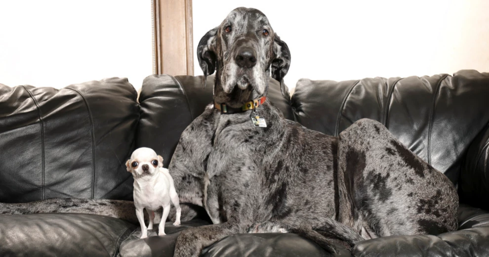 Record-Breaking Pups: World’s tallest and smallest dogs meet for a playdate