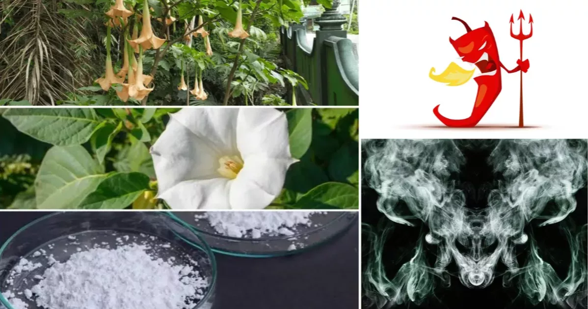 How to Stay Safe from Devil's Breath