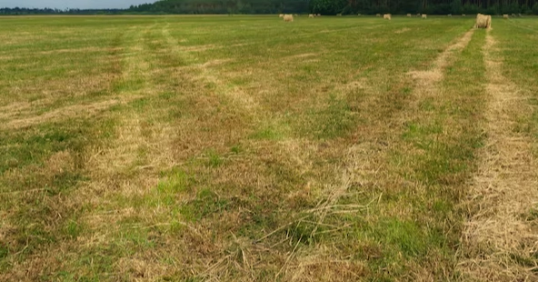 New project to bring over 8,500 hectares of fallow land under ...