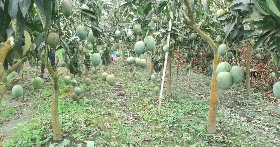 Natore mango season peaks with high yields; prices remain a pleasant surprise