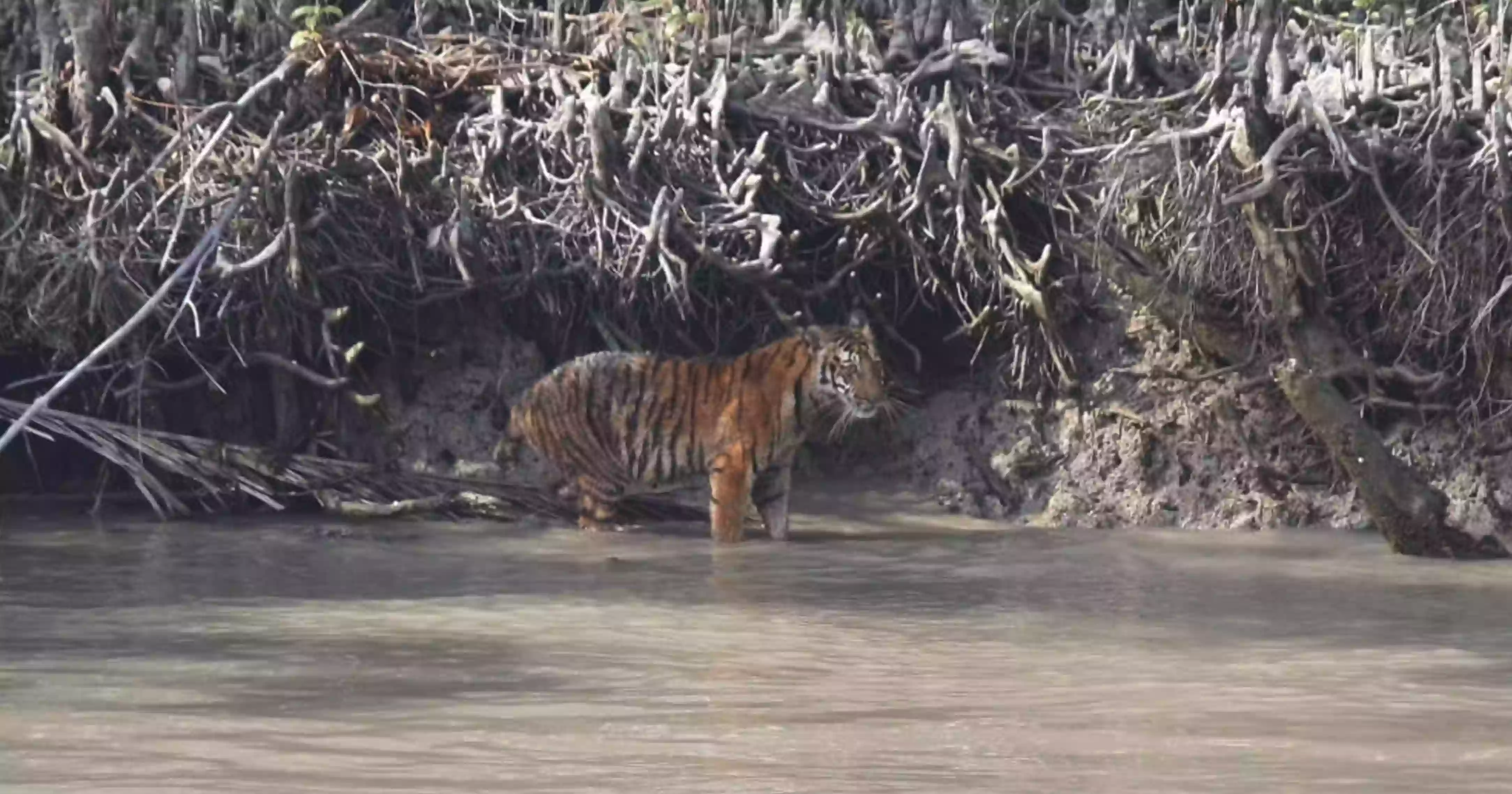 Conservation projects paying fruit as Sundarbans witness increase in ...