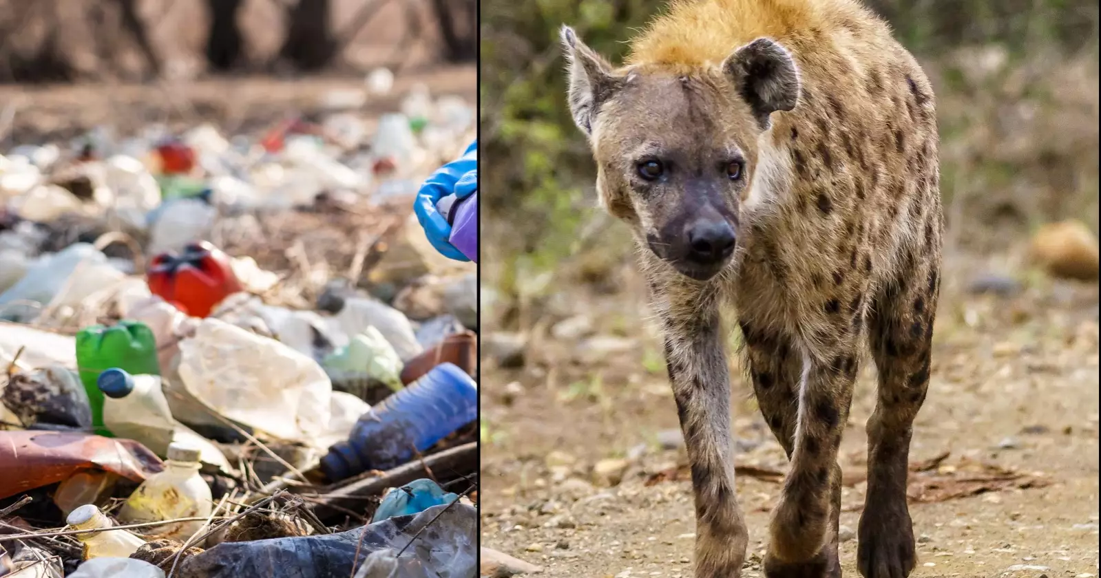 Hyenas quietly helping clean Ethiopian city by processing thousands of ...