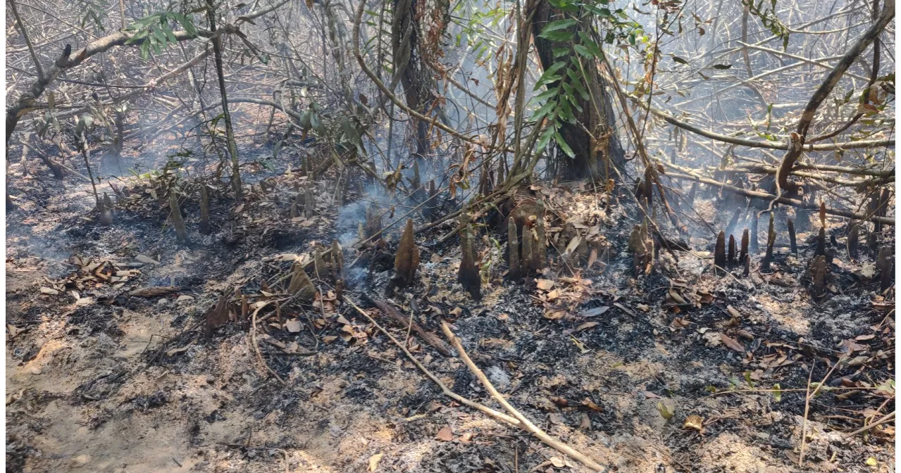 Sundarbans: Team assigned to check throughout the night if any fire ...