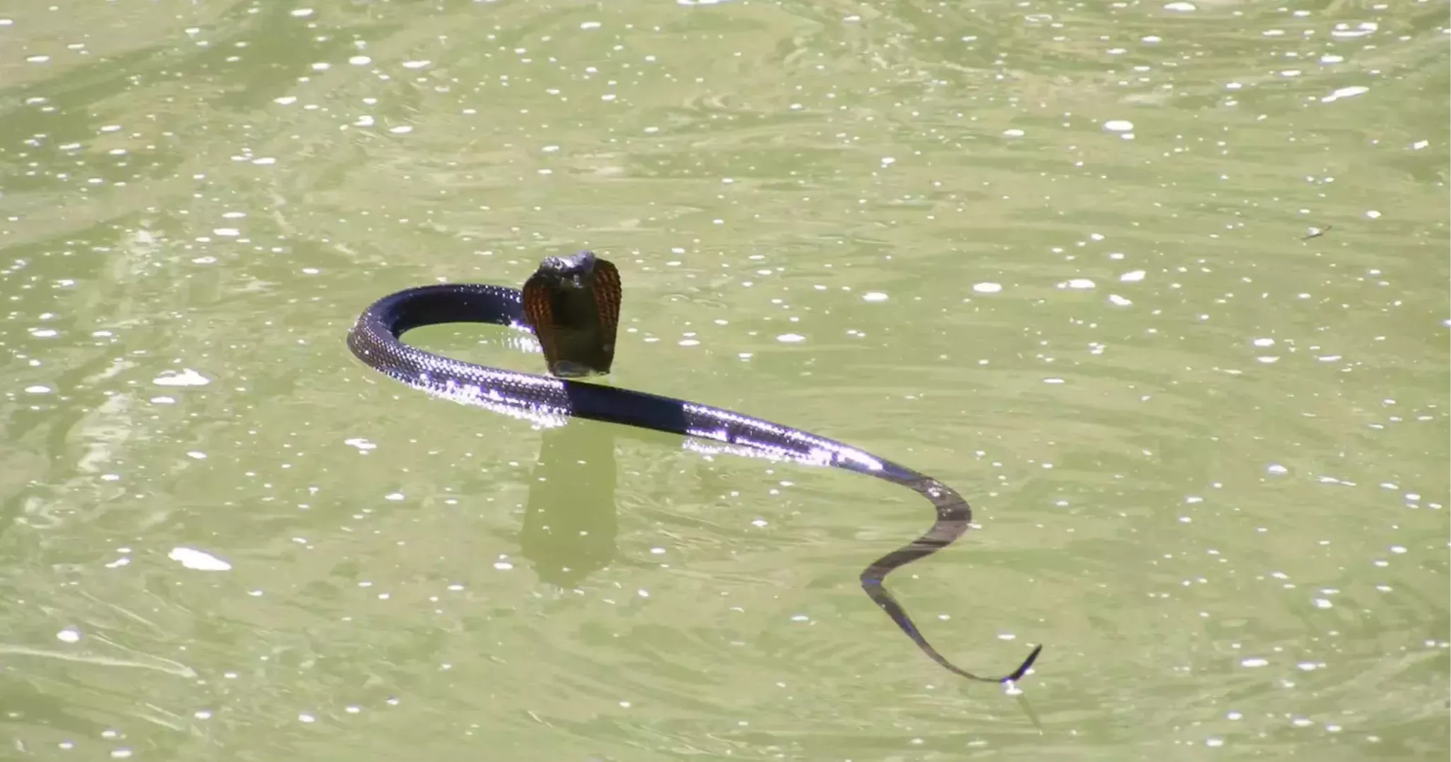 First Aid Tips for Snake Bite: On-field Do’s and Don’ts for Emergency ...