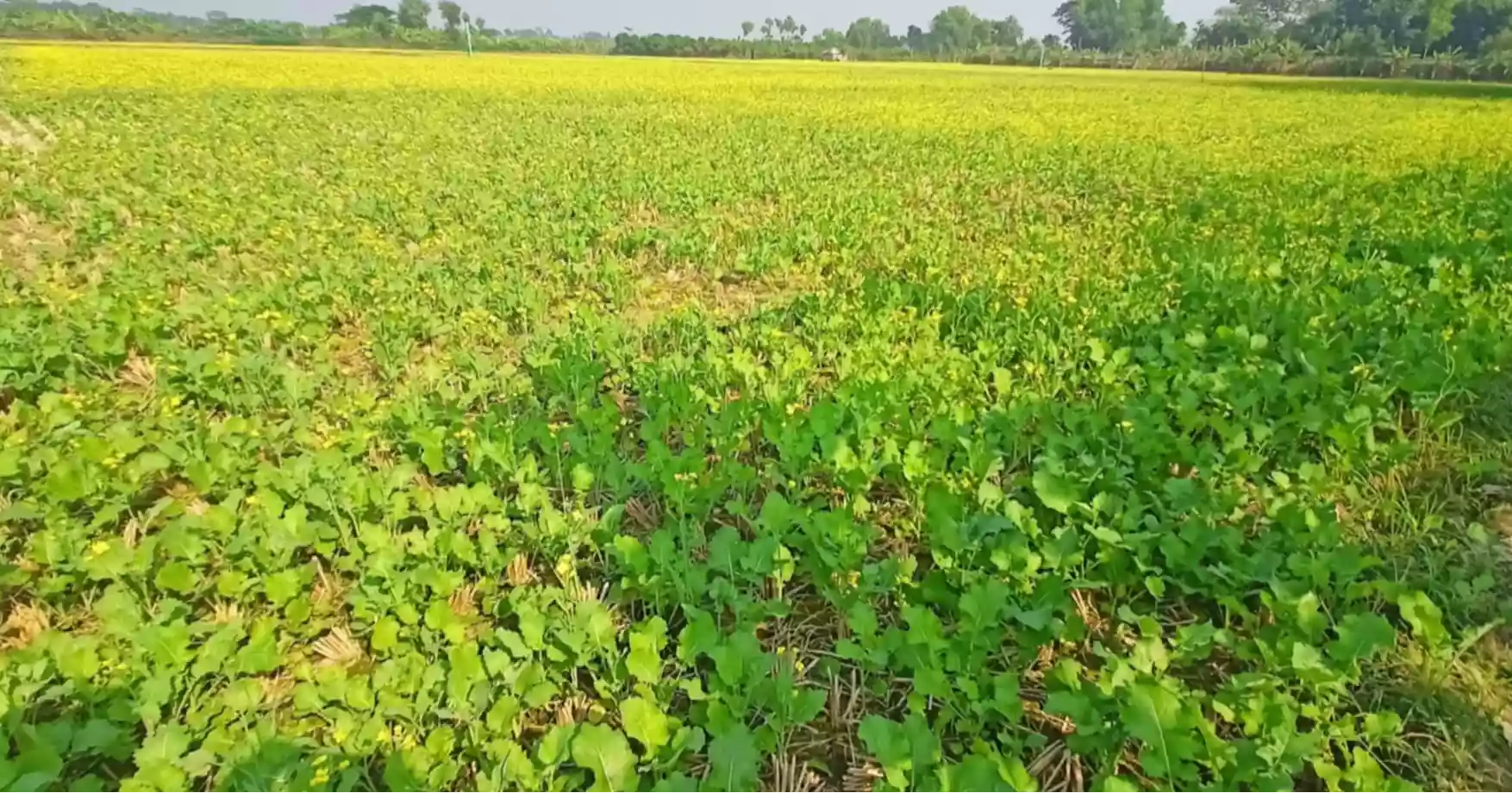 ‘Relay Farming’ brings new hope to farmers in Khulna
