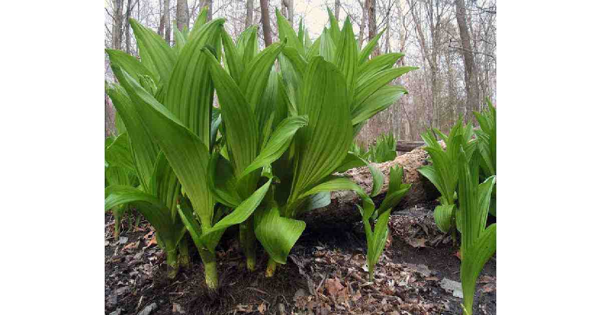 Indian researchers discover new species of marsh plant