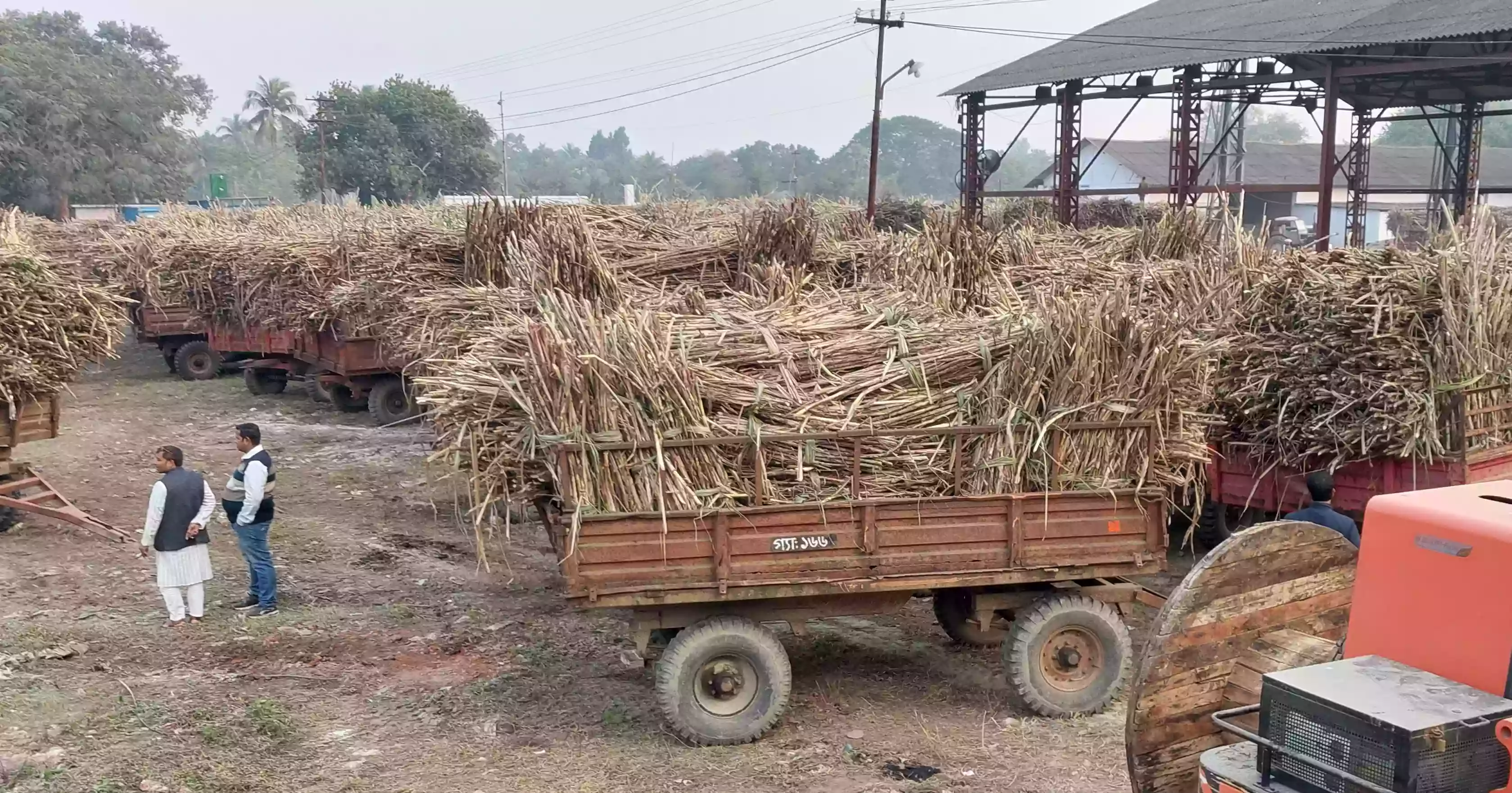 Sugarcane threshing begins at Drashana's Carew & Co sugar mill
