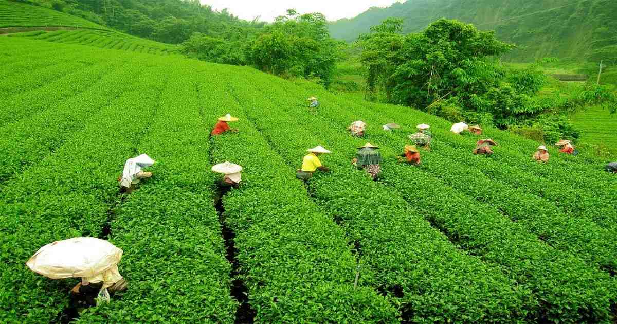 The Most Beautiful Tea Gardens in Bangladesh to visit